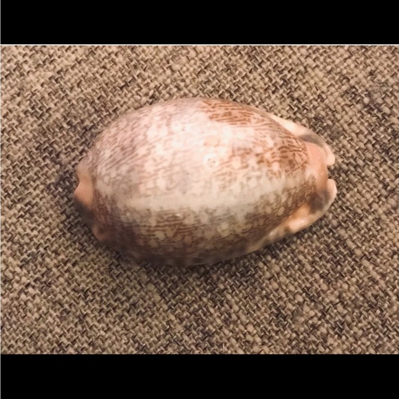 Accents | Arabic Arabian Cowrie Seashell Display Cypraea Arabica Beach ...